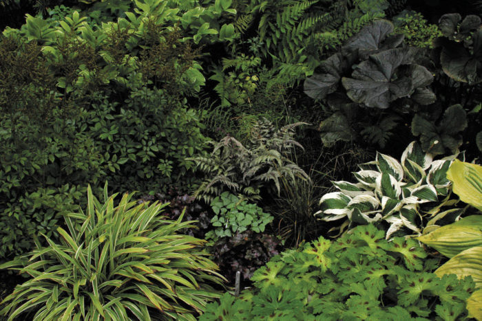 Designing With the Ultimate Color Contrast - Fine Gardening