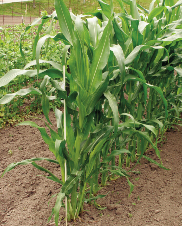 How to Grow Corn - Fine Gardening