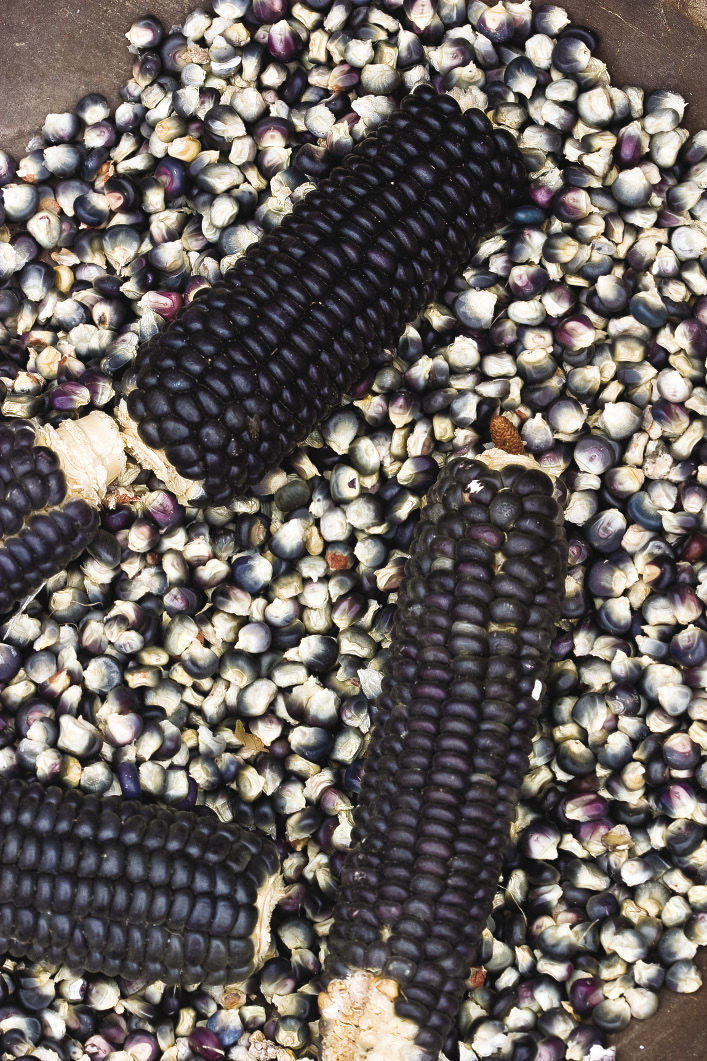 How to Grow Corn - FineGardening