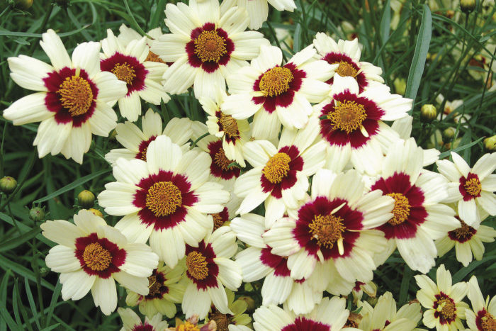 Regional Picks: Summer Standouts - Mountain West - Fine Gardening