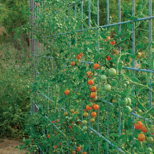 Learn to Build a Fence, Arbor, or Bridge to Support Your Tomatoes ...