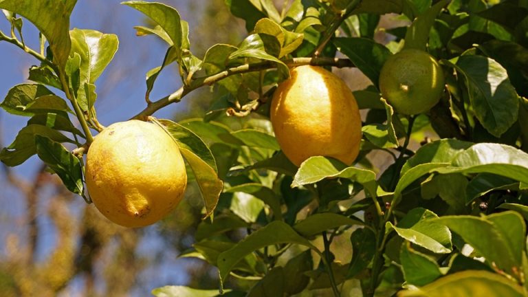 Citrus in the Desert - Fine Gardening