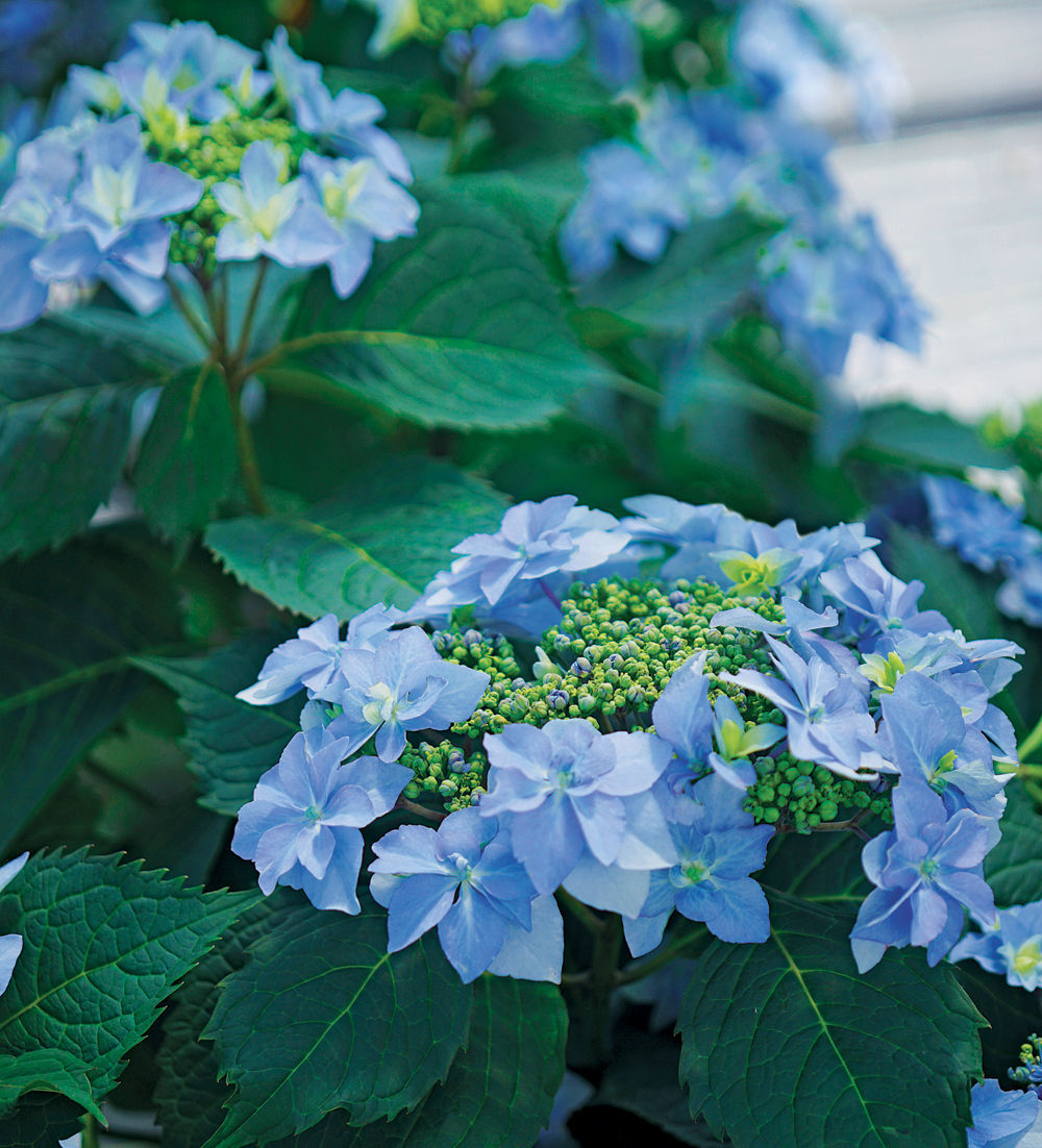 The Best New Plants for 2019 - Fine Gardening