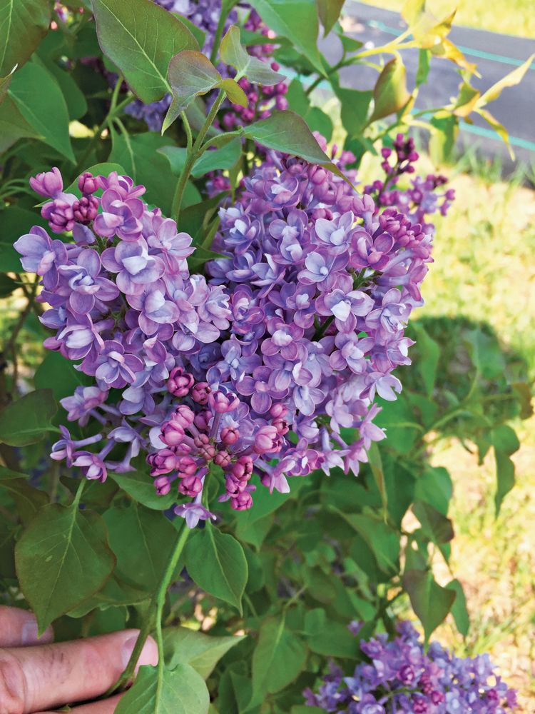 The Best New Plants for 2019 - Fine Gardening