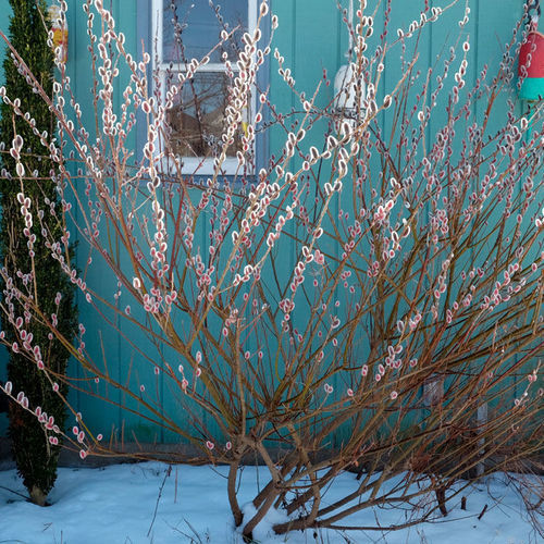 Plants for Early Spring Color - Fine Gardening