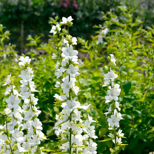 A Bellflower That Behaves | Plant Recommendation - Fine Gardening