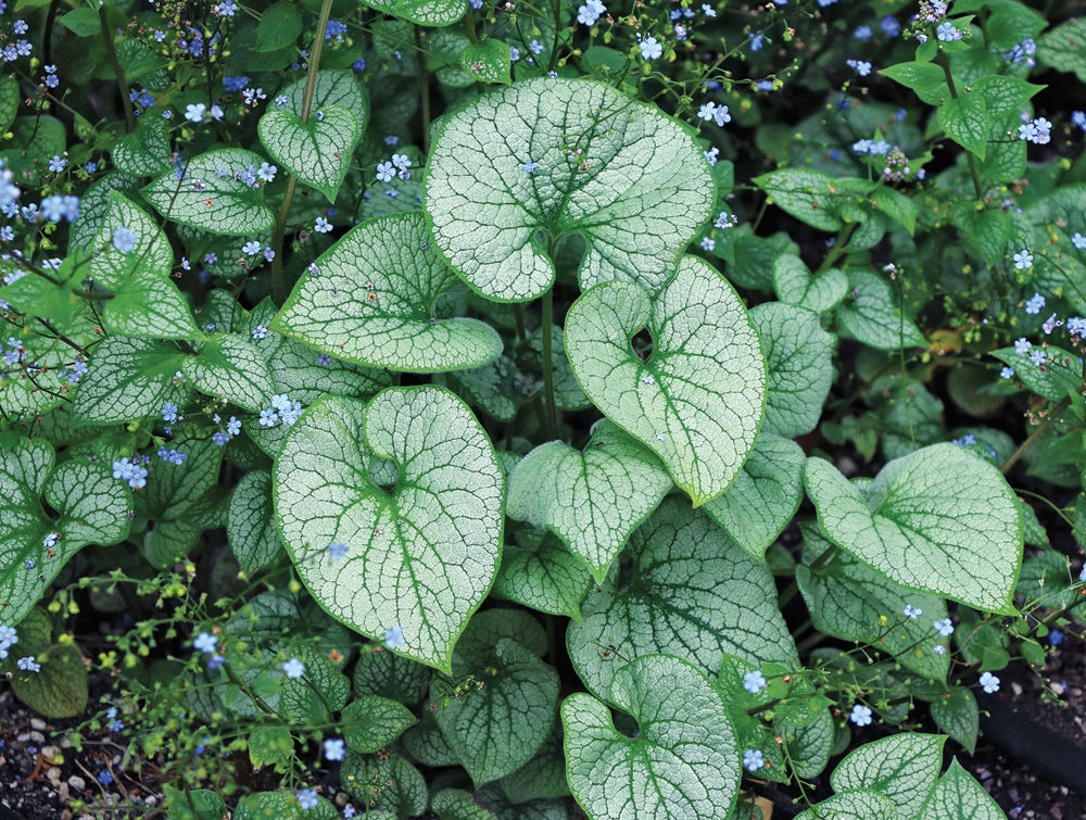 The Best New Plants for 2019 - Fine Gardening