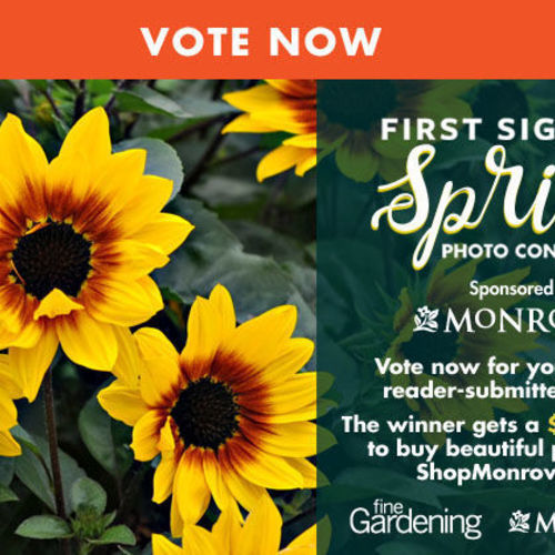 First Signs of Spring Photo Finalists 2019 - Fine Gardening