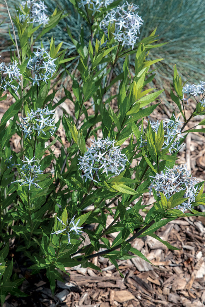 Bluestar: A Native Plant for the Masses - Fine Gardening