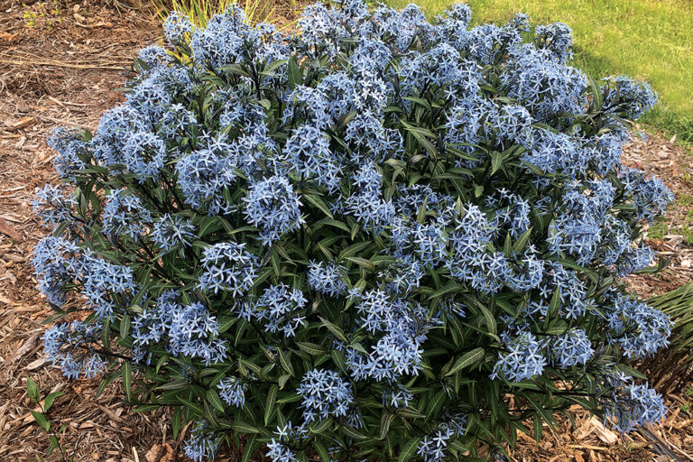 Bluestar: A Native Plant for the Masses - Fine Gardening