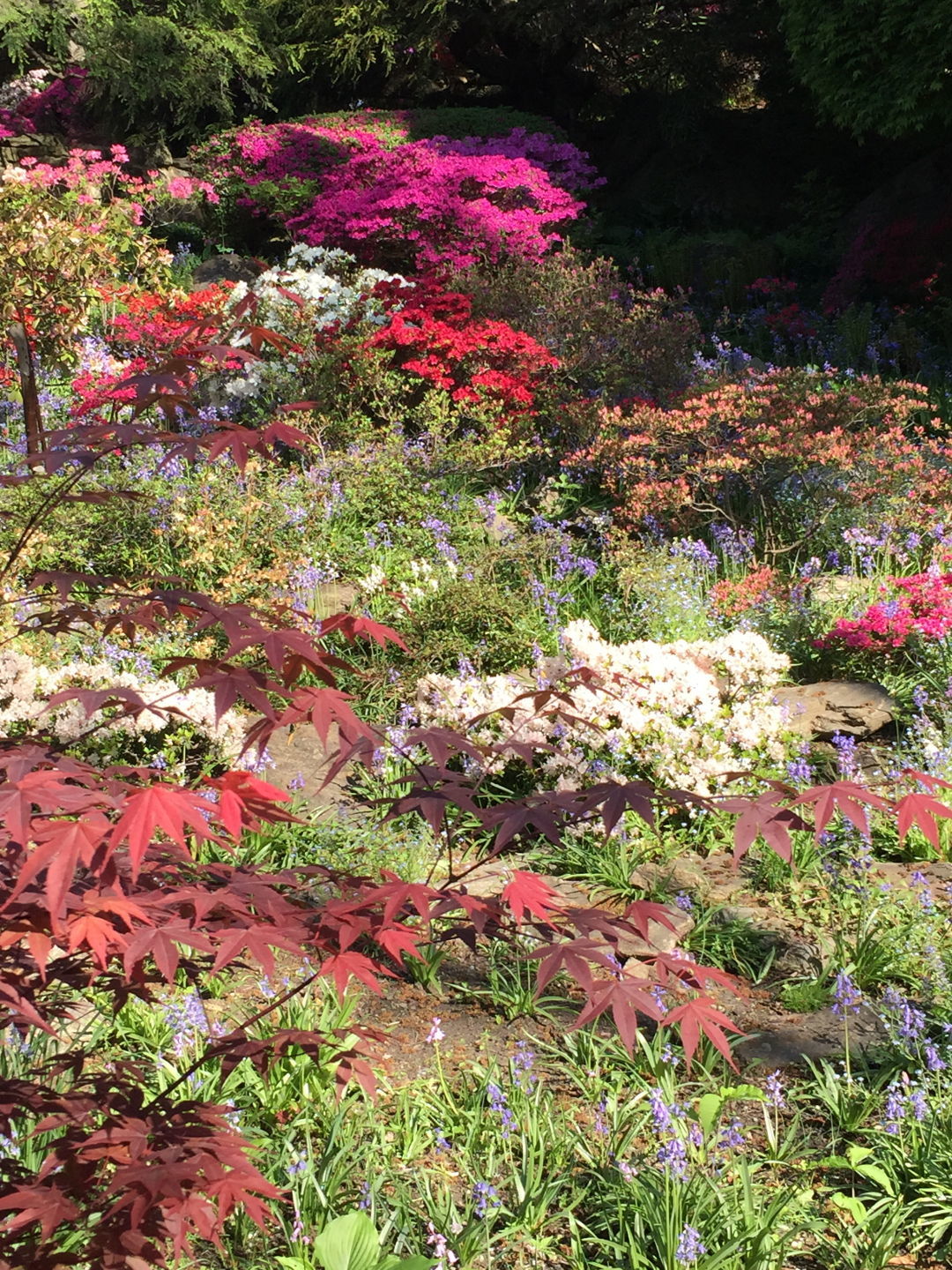 Favorite Spring Blooms - Fine Gardening