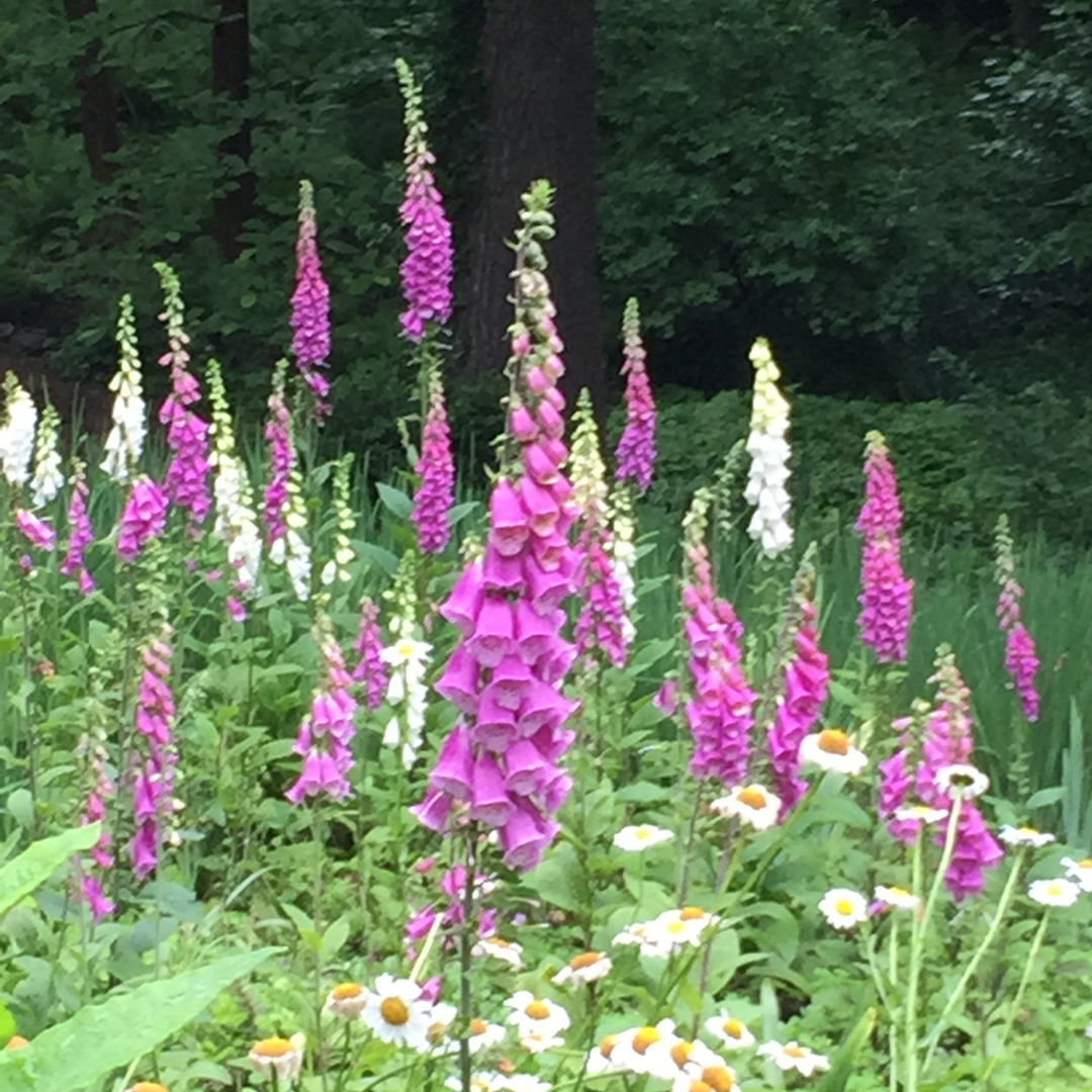 Favorite Spring Blooms - Fine Gardening