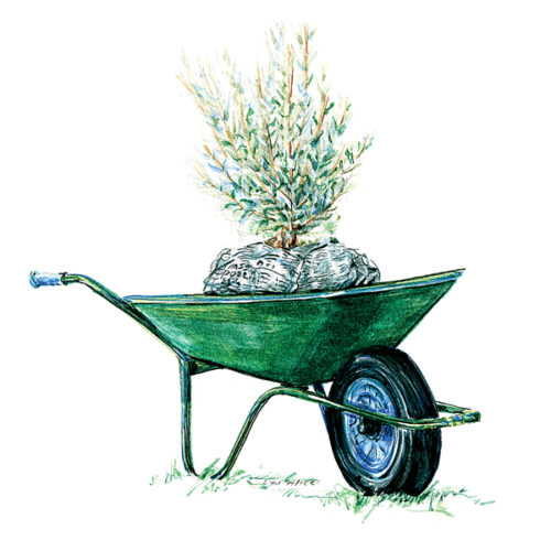 Master the Art of Transplanting - Fine Gardening