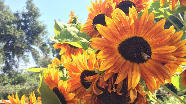 Northern California: April Garden To-Do List - Fine Gardening