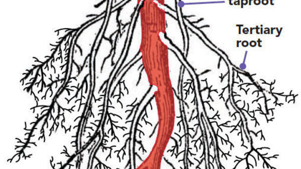 Root Washing: Why and How to Wash Roots - FineGardening