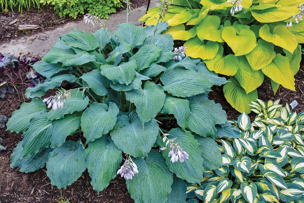 The Best New Plants for 2019 - Fine Gardening