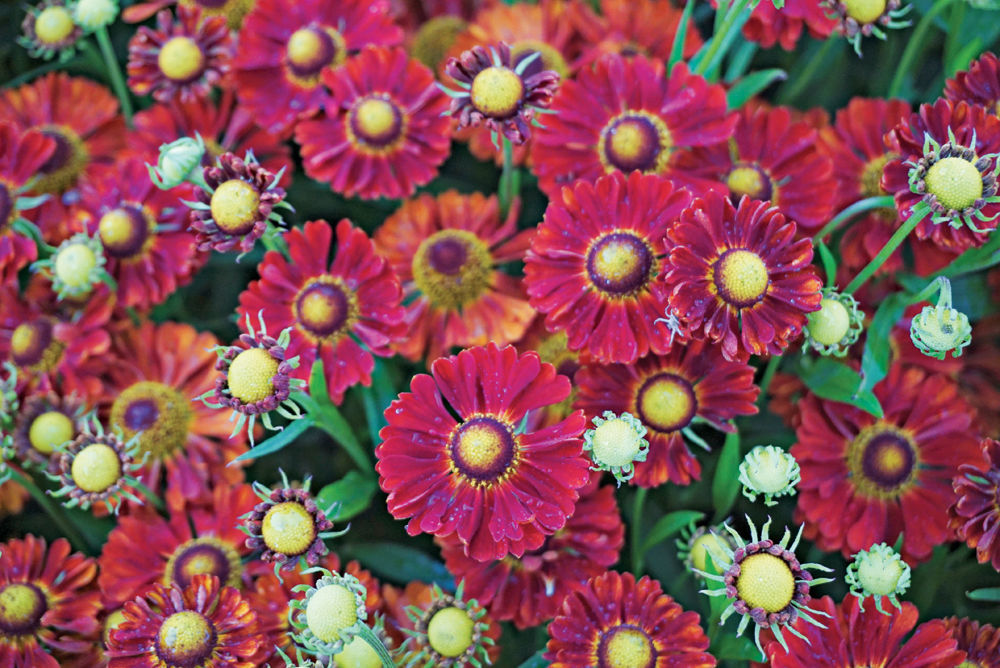 The Best New Plants for 2019 - Fine Gardening