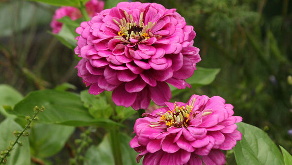 A Pair of No-Melt Perennials for Heat and Humidity | Southeast Regional ...