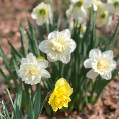 Spring Has Sprung - Fine Gardening