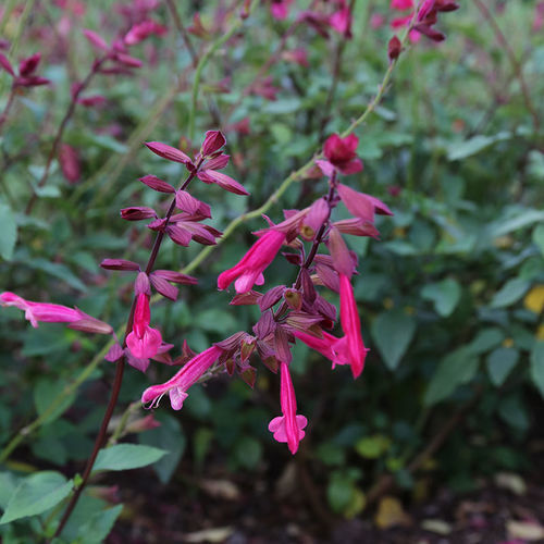 Four Plants For Early Summer Color - Fine Gardening