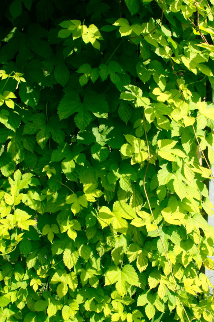 Episode 37: Vines Worth Buying - Fine Gardening