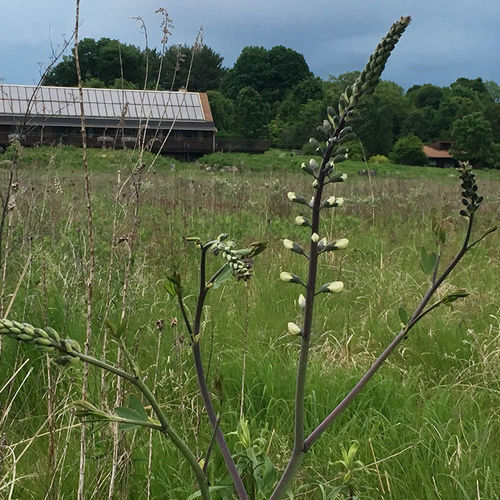 A Tough Yet Beautiful Native Plant: White False Indigo - Fine Gardening