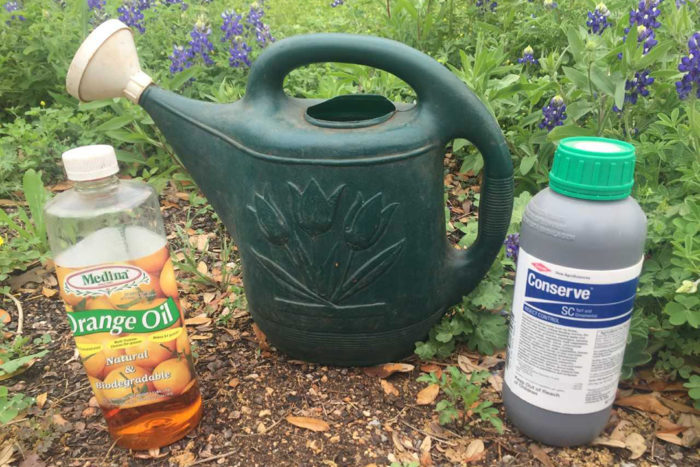 When the Fire Ants Take Over: Effective and Less-Toxic Solutions - Fine ...