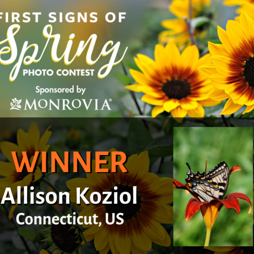 First Signs of Spring Photo Contest Winner 2019 - Fine Gardening
