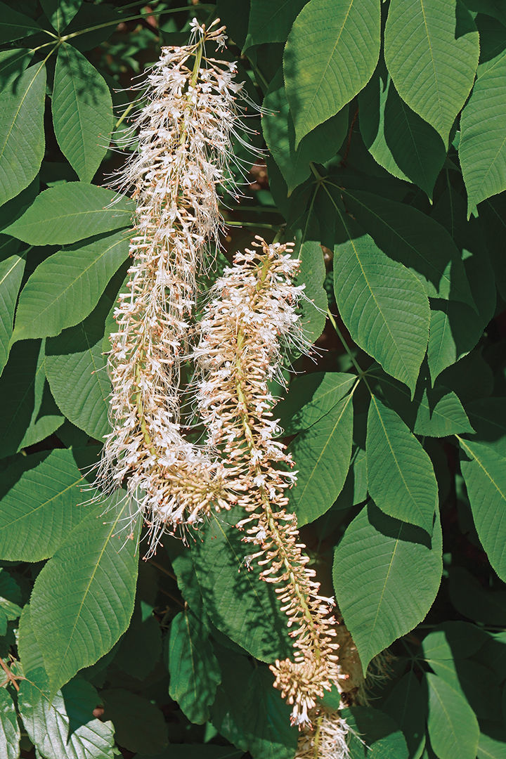 9 Great Shrubs for Shade - Fine Gardening