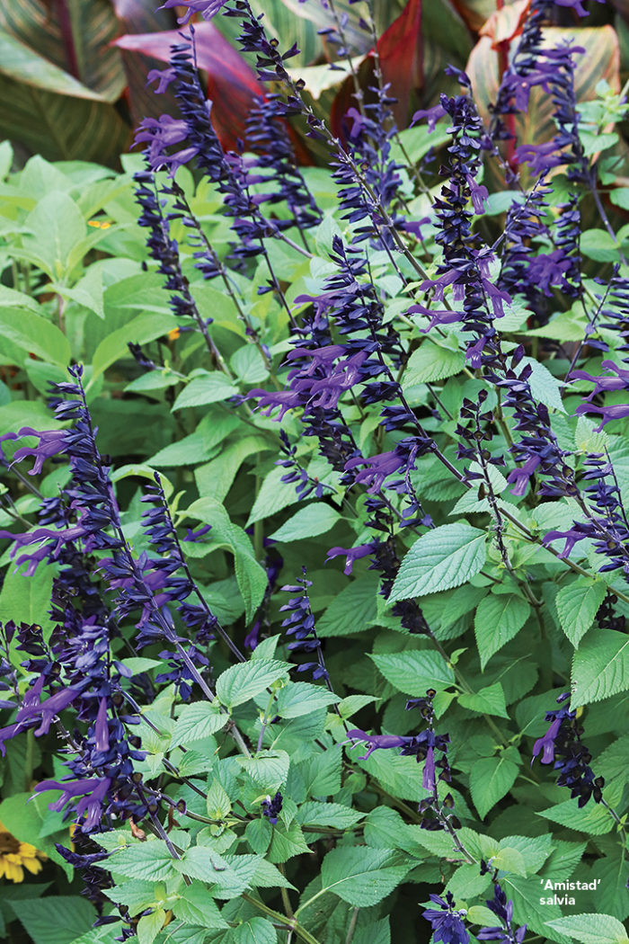 Terrific Tender Salvias - Fine Gardening