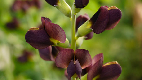 Episode 39: Perfect Peonies - FineGardening