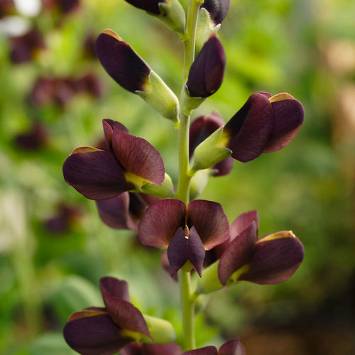 ‘Dark chocolate’ Baptisia - Fine Gardening