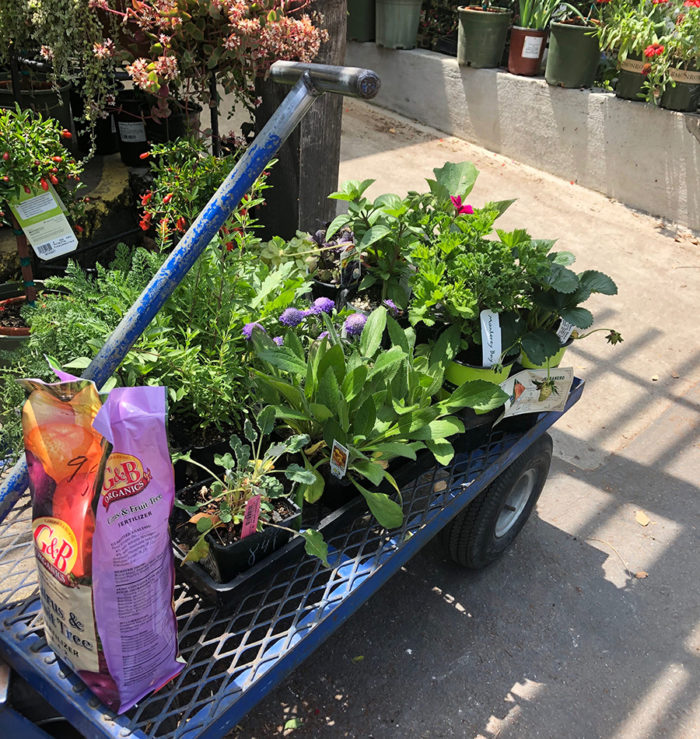 Southern California: June Garden To-Do List | Regional Report ...