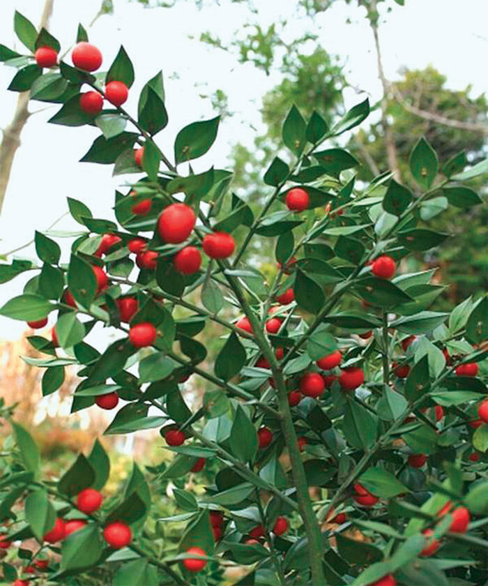 Regional Picks: Shrubs for Shade – South - Fine Gardening