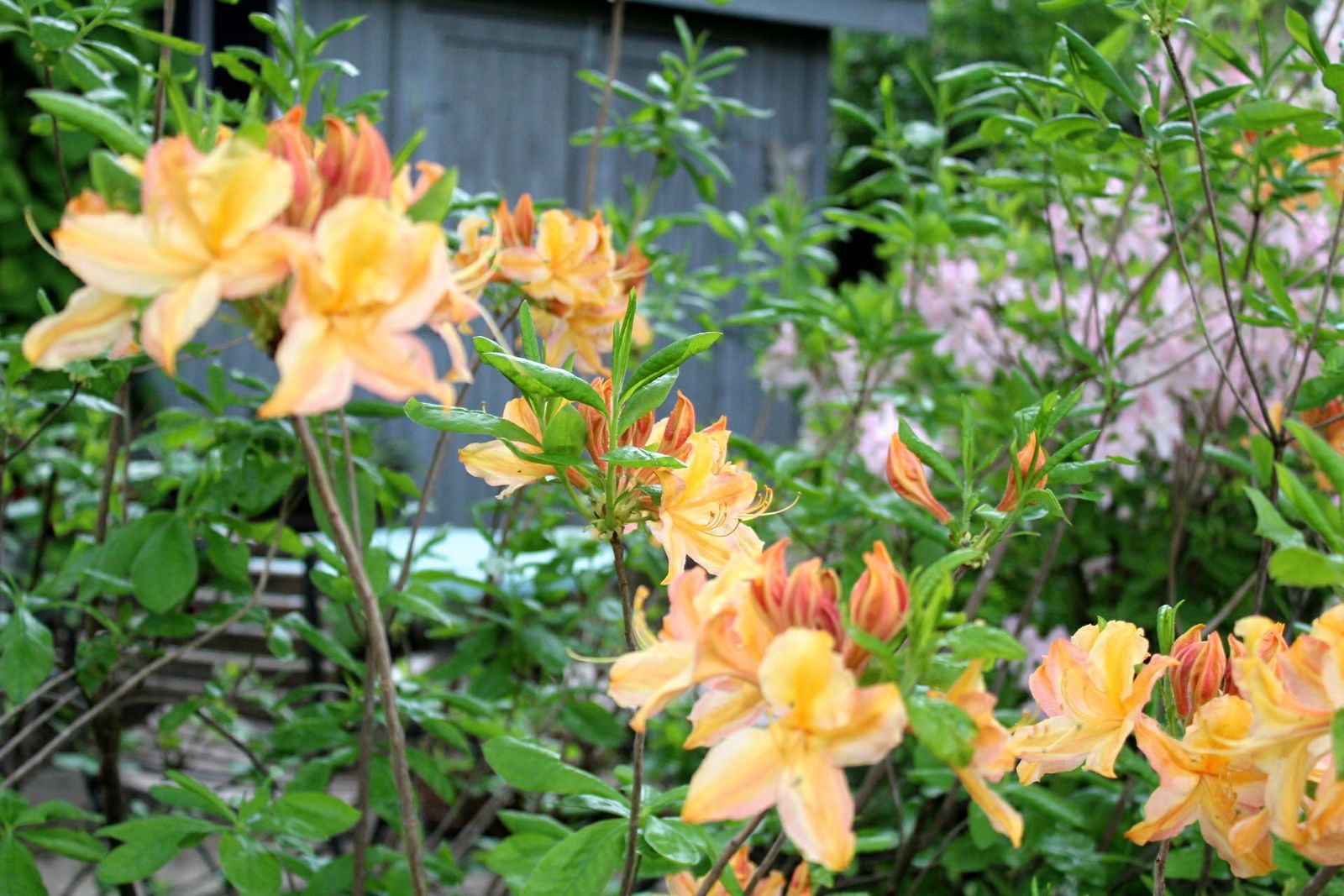 Azaleas, Ferns, and More Spring Favorites - Fine Gardening