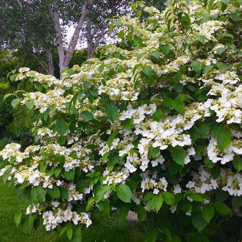 Patty's Spring Favorites - Fine Gardening