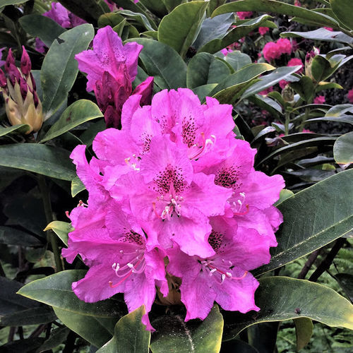Field Trip Notes: Rambling Through the Rhododendrons of the Mendocino ...