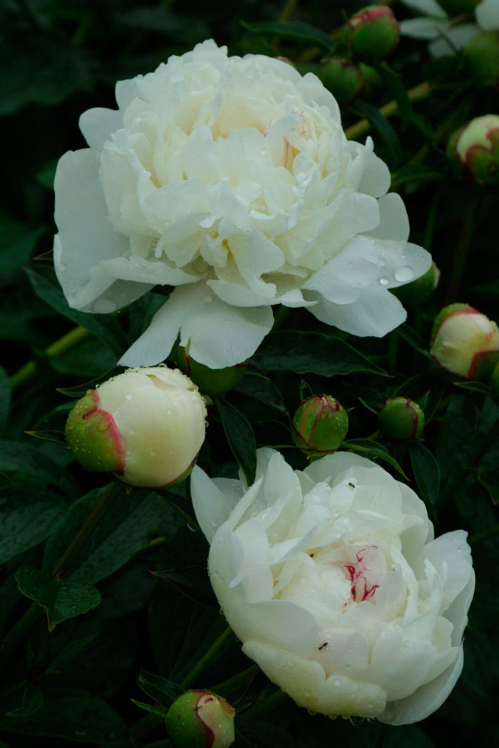 Episode 39: Perfect Peonies - Fine Gardening