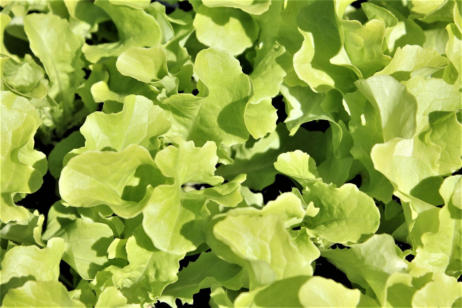 Northern California: June Garden To-Do List | Regional Report ...