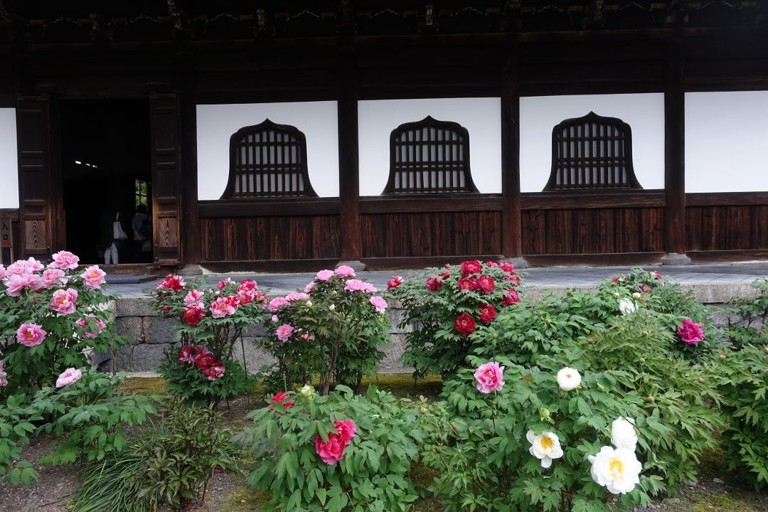Peonies in Japan - Fine Gardening