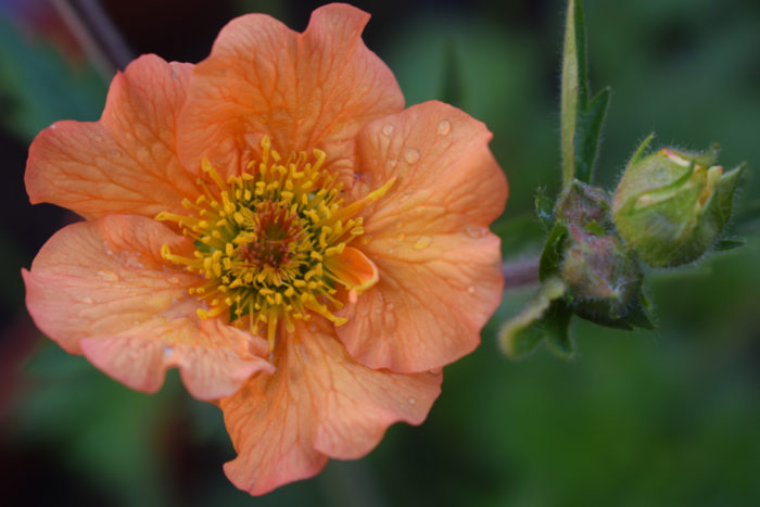 Perfect Plant Portraits - Fine Gardening