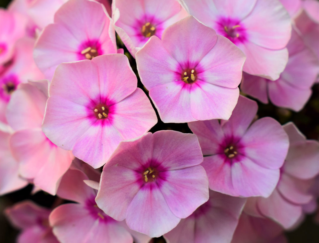 Perfect Plant Portraits - Fine Gardening