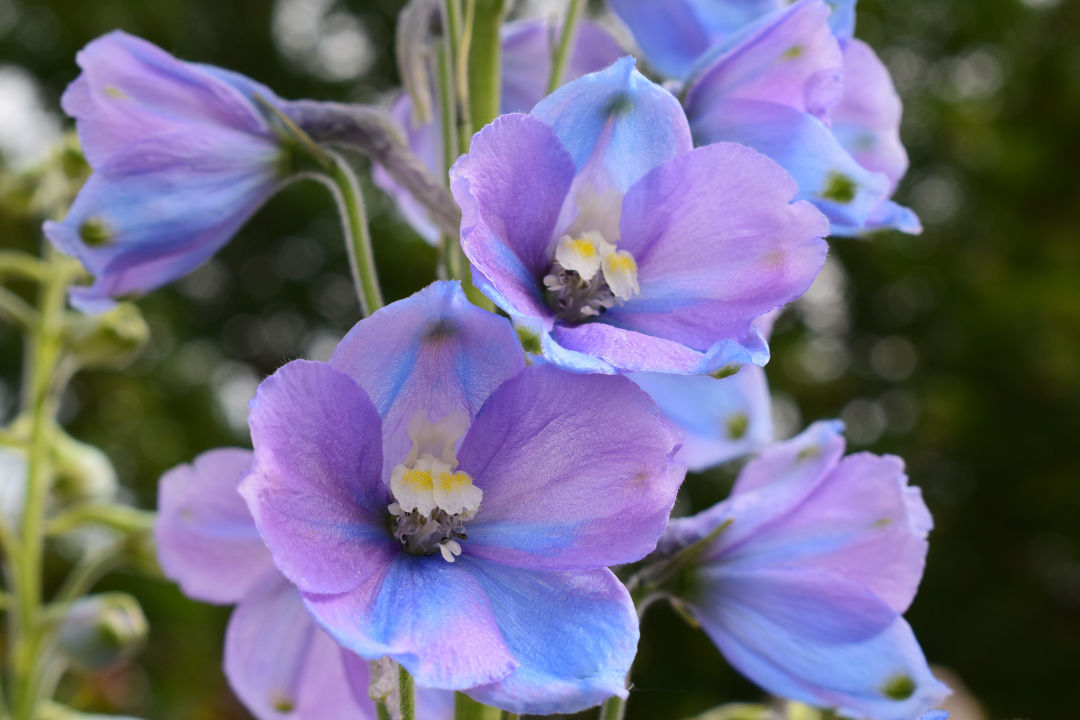 Perfect Plant Portraits - Fine Gardening