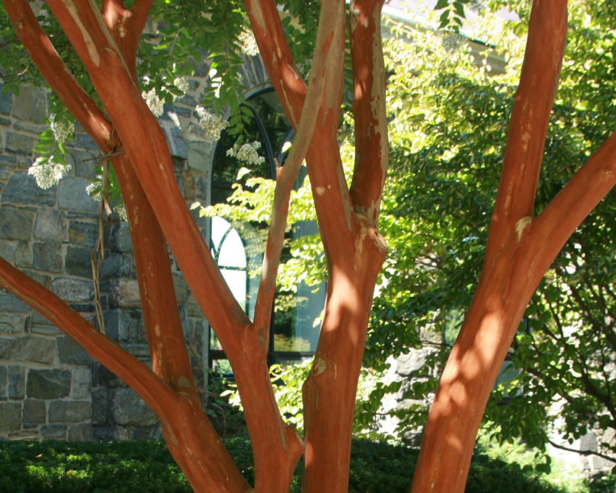 Crape Myrtle Bark Scale: A New Pest for Southern Gardeners to Watch Out ...