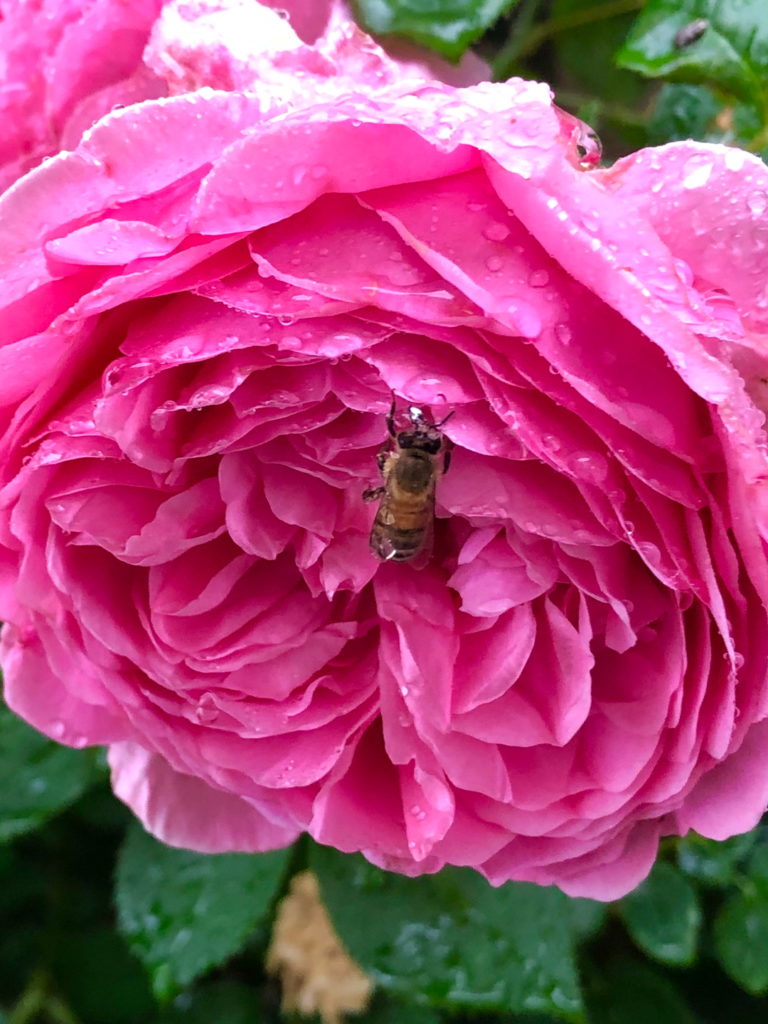 Liz's All Season Garden - Fine Gardening