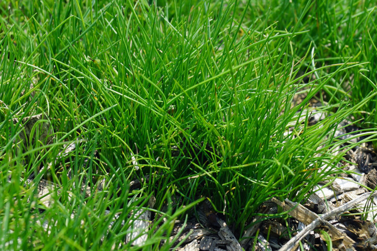 Are Low-Mow Grasses the Way to Go? - Fine Gardening