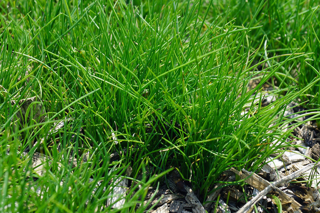 Are Low-Mow Grasses the Way to Go? - Fine Gardening