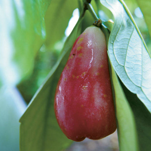 Growing a Juicy Fruit Forest - FineGardening