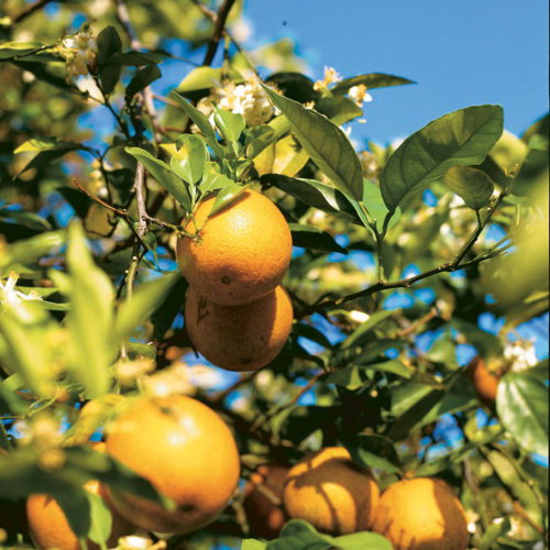 Growing a Juicy Fruit Forest - FineGardening