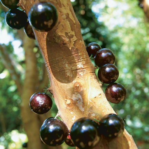 Growing a Juicy Fruit Forest - FineGardening